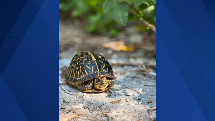 SCCF works to protect Florida's vulnerable box turtle population