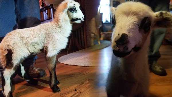 Rare ‘geep’ born on Indiana farm