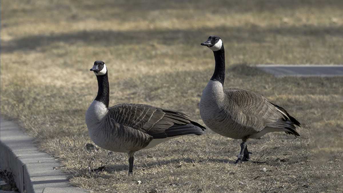 Douglas County dead geese test positive for bird flu