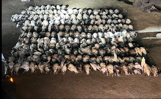 207 geese found slaughtered, dumped in Yazoo County