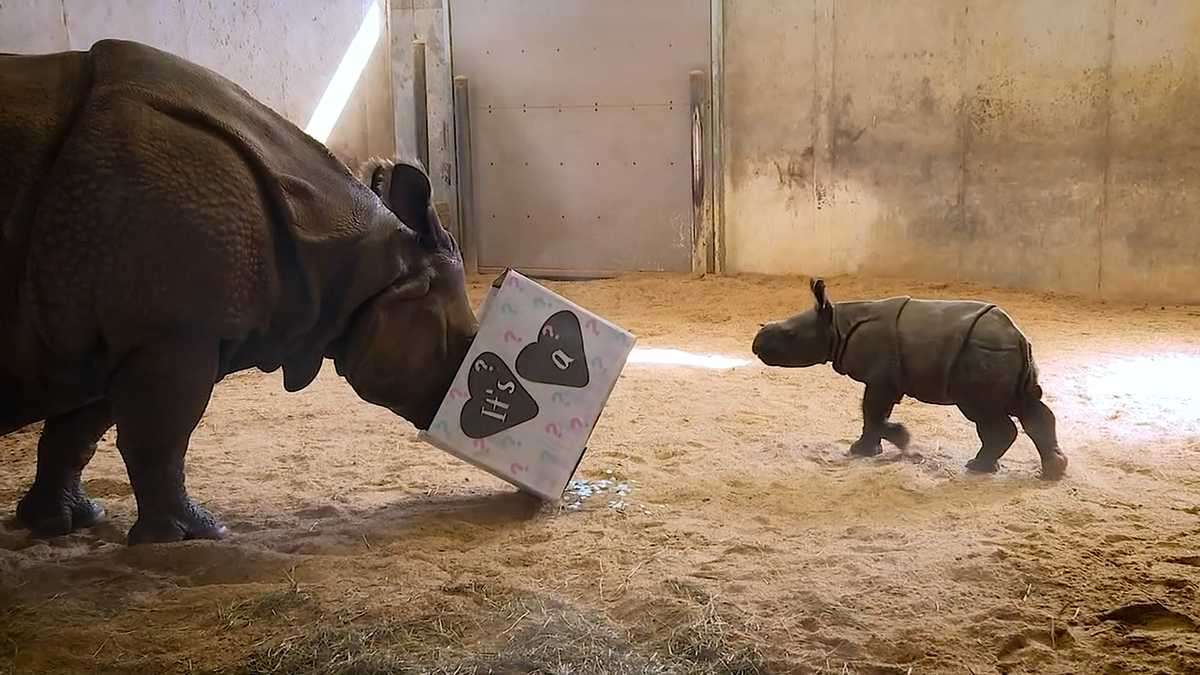 WATCH: Zoo hosts gender reveal party for endangered Indian rhino