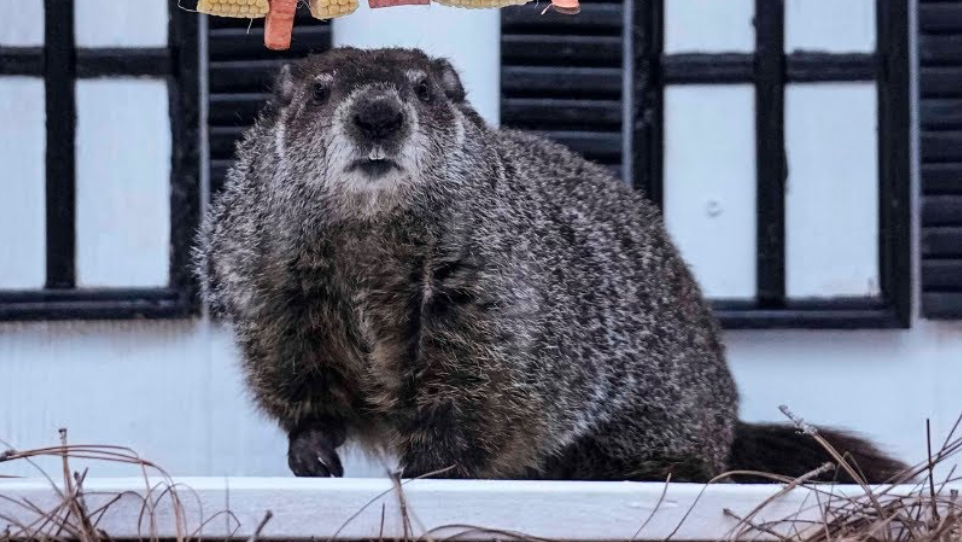 Georgia's groundhog makes his prediction