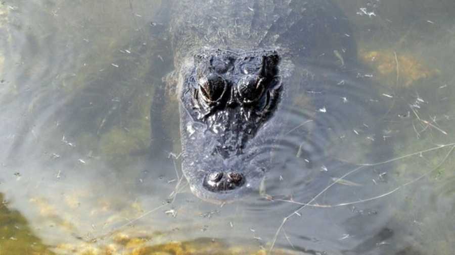 Myrtle Beach: Alligator attack kills one person