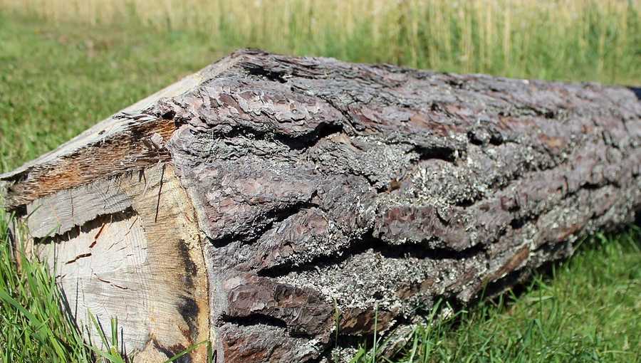 Rolling log kills Pa. man clearing trees