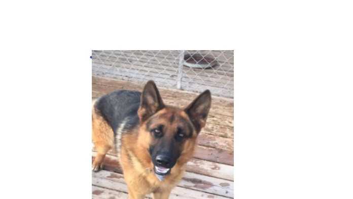 Lost and Found Pets in the WXII 12 Community