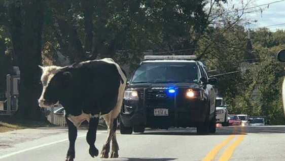 Bull leads police on nearly 20-mile chase through 3 towns