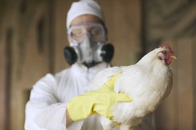 'Ongoing surge' of avian flu threatens Pennsylvania's $7.1 billion ...