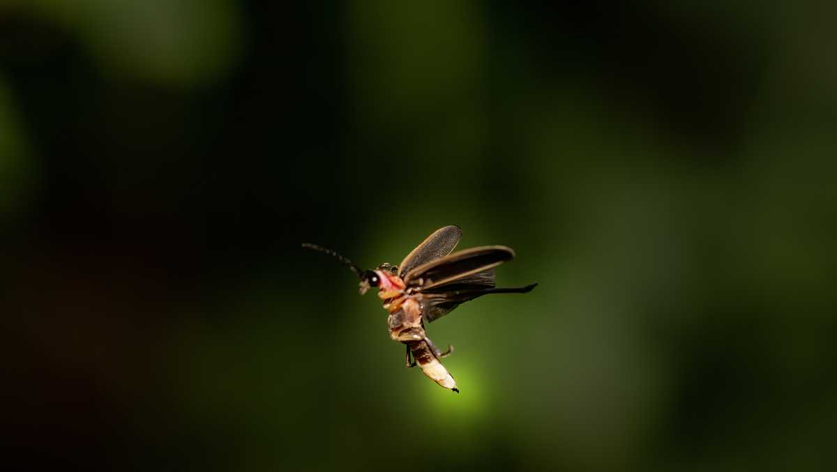 PA's state insect: the Firefly