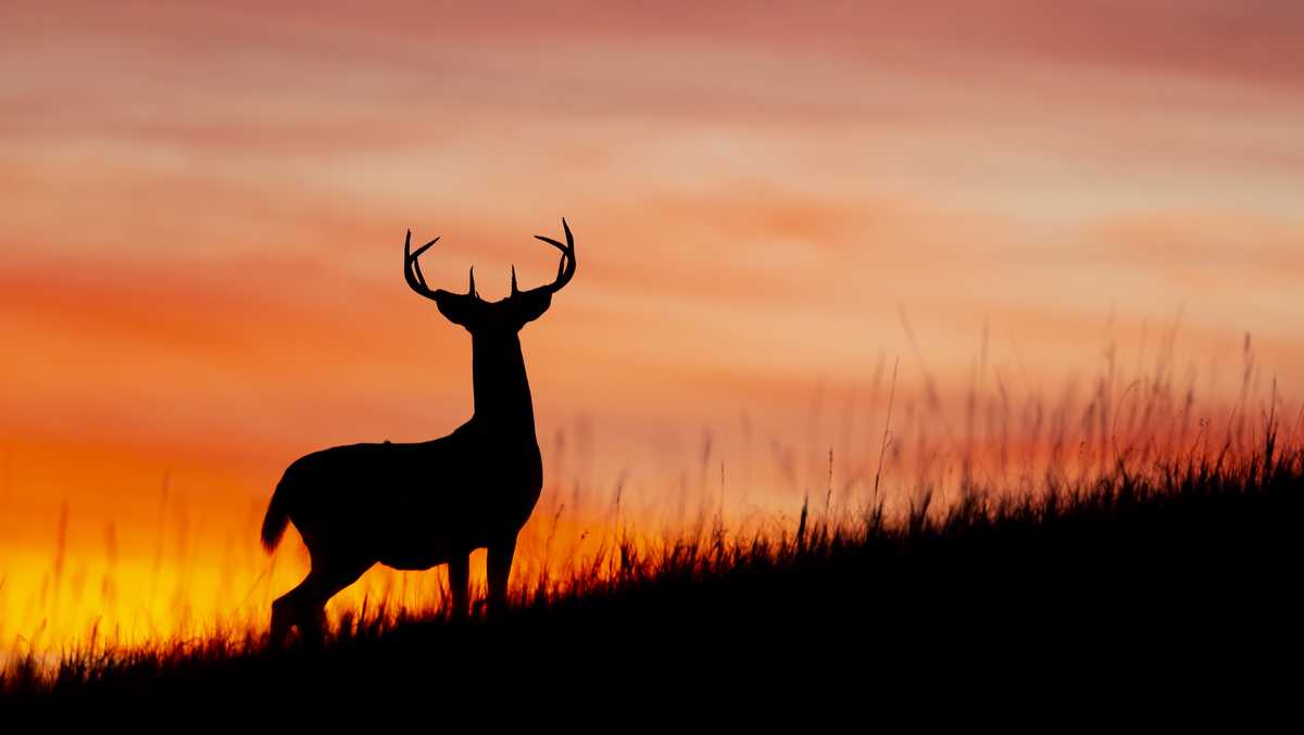 Earlier deer opener? Pa. Game Commission to propose change to hunting ...