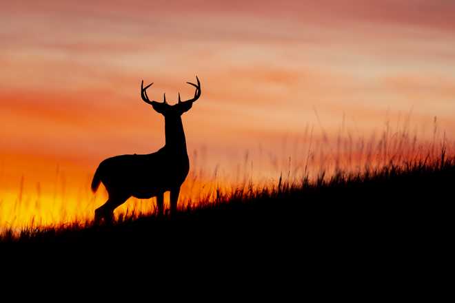 Pennsylvania deer harvest numbers released