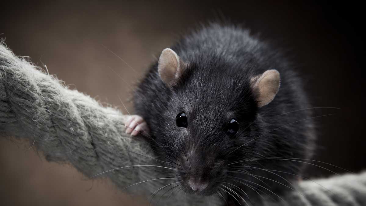 Burger joint closes after video appears to show rat cooking on grill