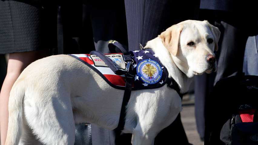 Sully the service dog is delivering personalized valentines
