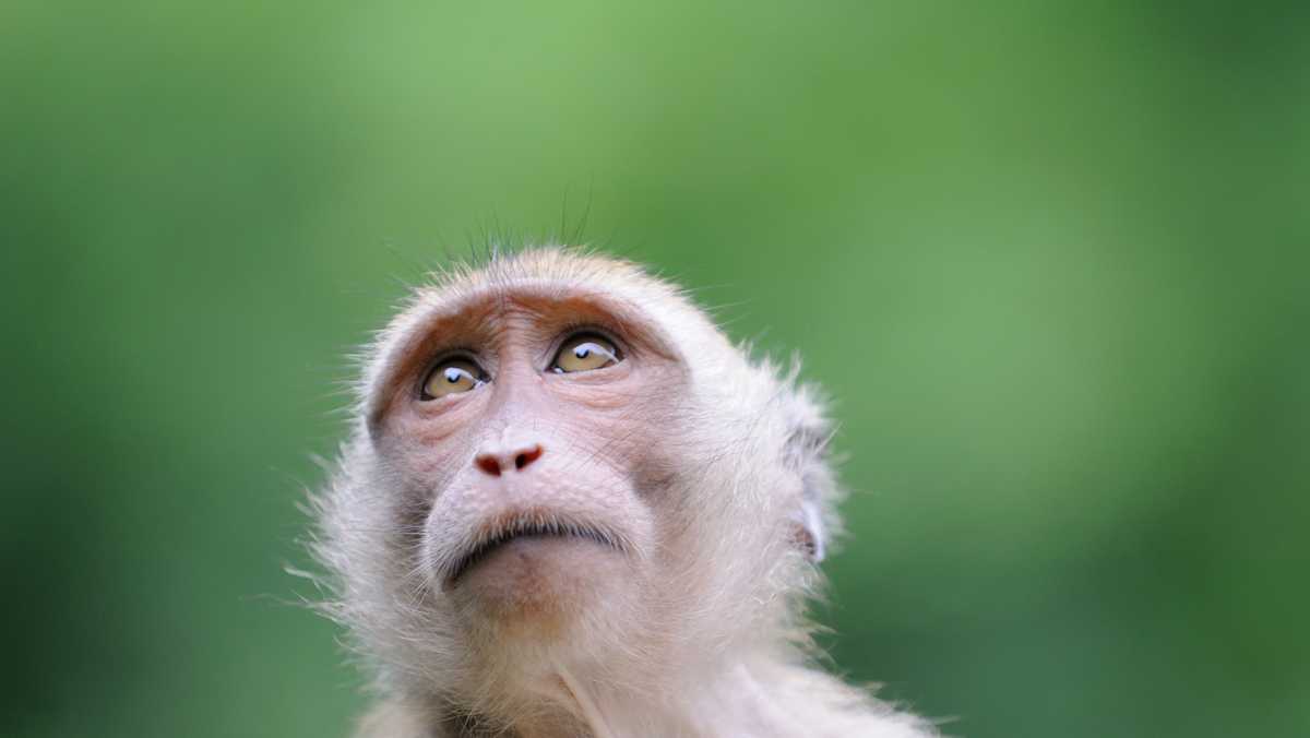 Safer Human Medicine announces purchase of Hendry County monkey farm