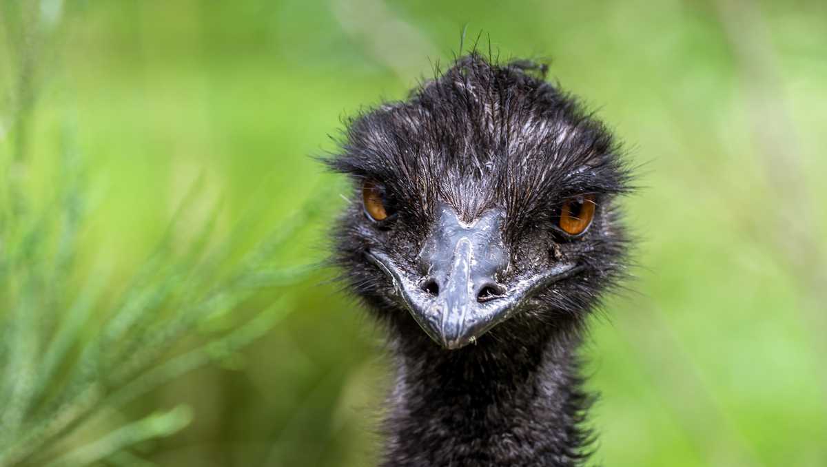 Residents say ‘feisty’ emu spotted in their neighborhood has evaded ...