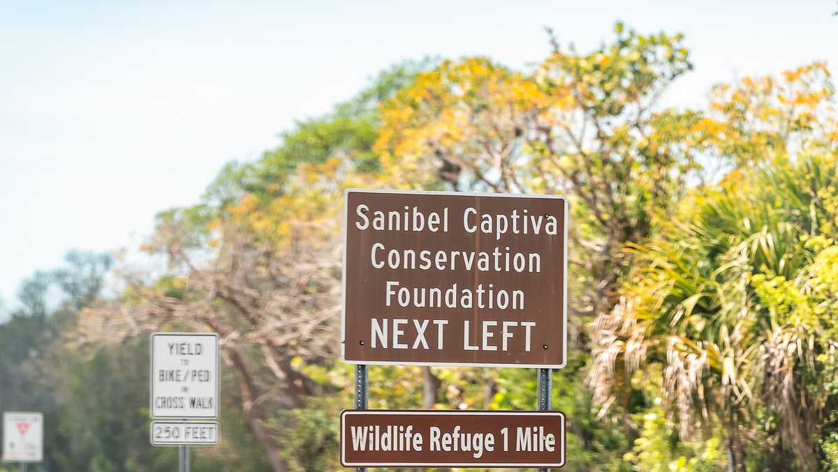 Sanibel-Captiva Conservation Foundation lays 9K pounds of oysters to ...