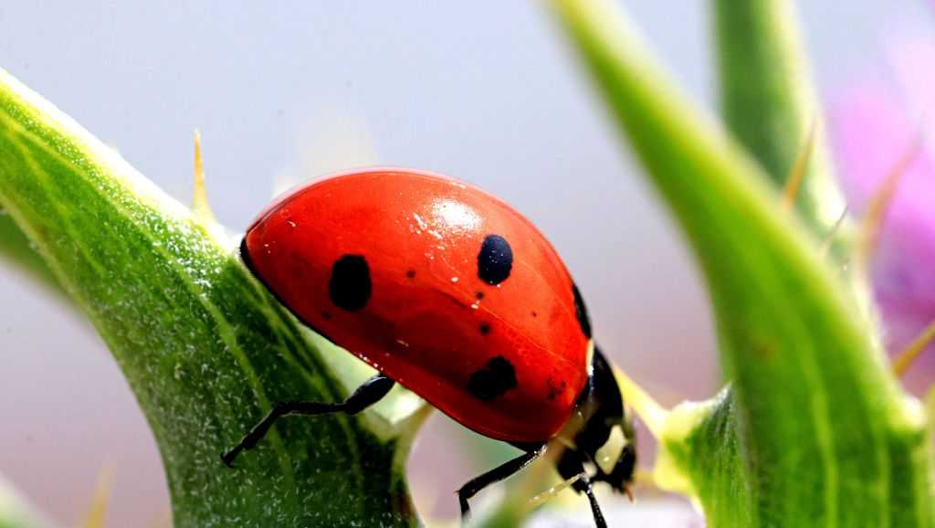 'Something out there': Massive ladybug swarm shows up on radar