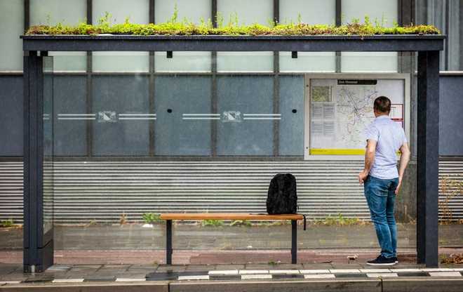 HELPING BEES: Holland turns bus stop roofs into oases