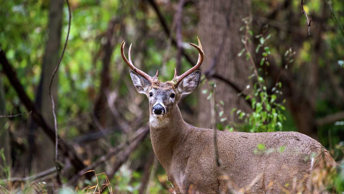 Pennsylvania senators propose Monday start for deer season