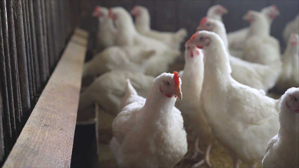 PETA says 30,500 chickens were denied food and water for 25 hours at ...