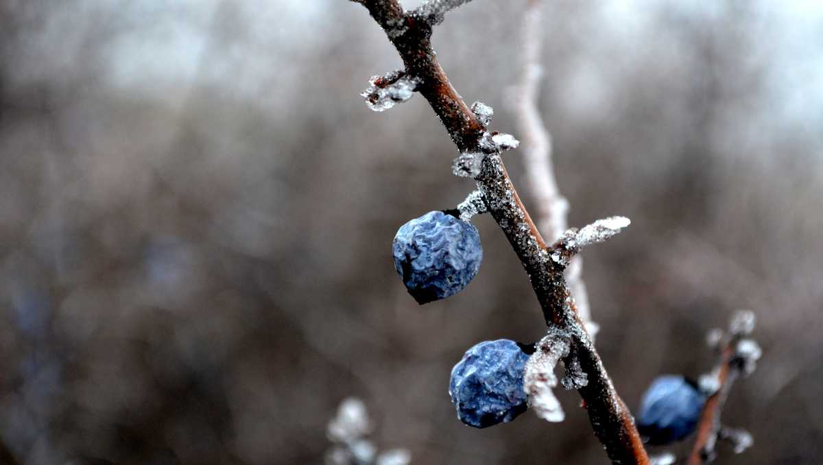 Disaster designation granted in Vermont for May frost damage