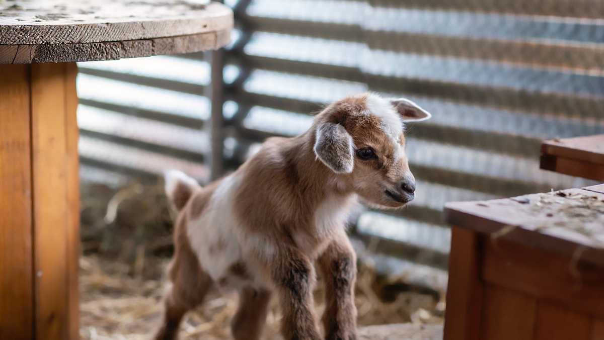 Smiling Hill Farm hosts beginner-friendly goat yoga classes