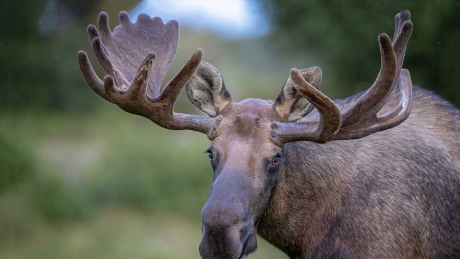 Vermont hunters asked to help manage state's moose population