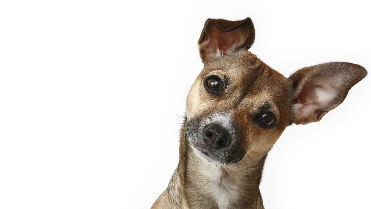 Dogs know when you're speaking a different language — and talking nonsense