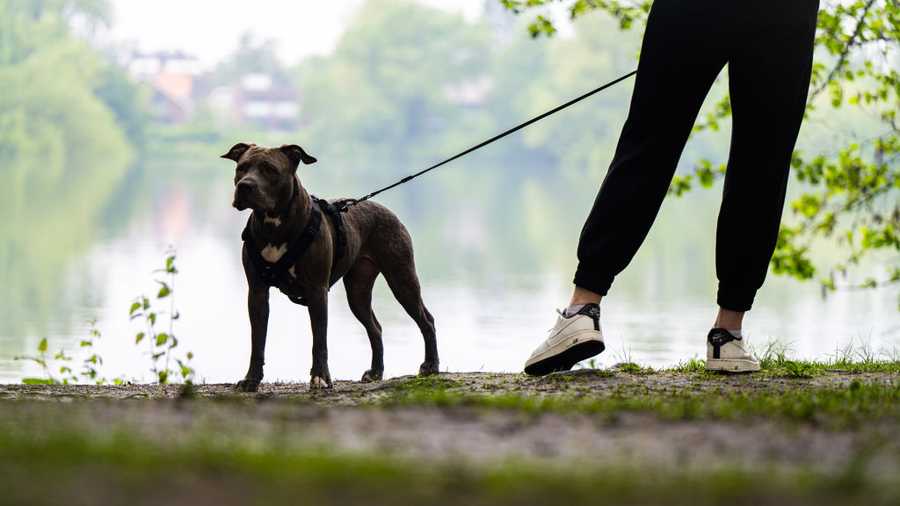 De Soto, Kansas, revisiting pit bull ban policy