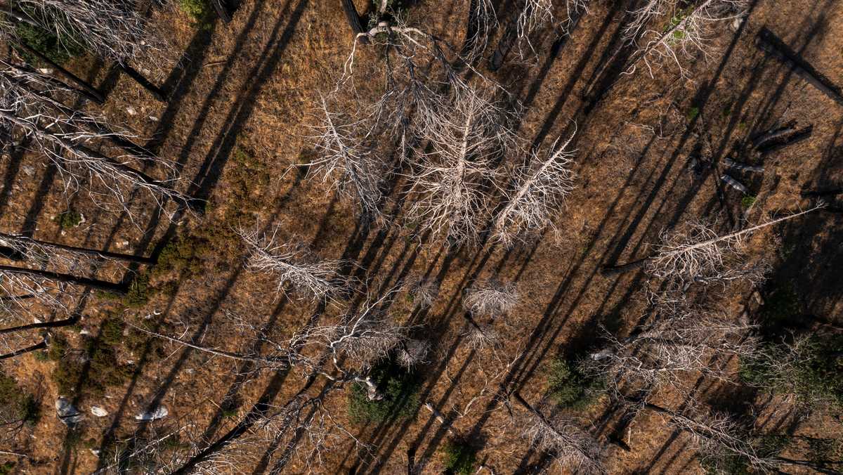 US to plant 1 billion trees as climate change kills forests