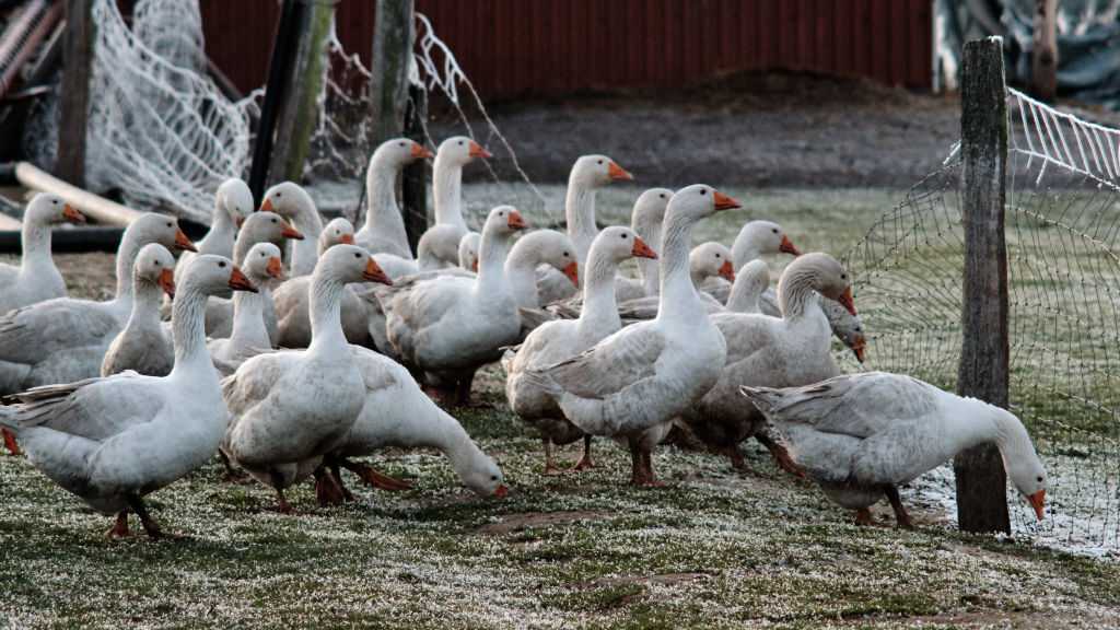 Avian flu detected in San Benito County, thousands of birds culled