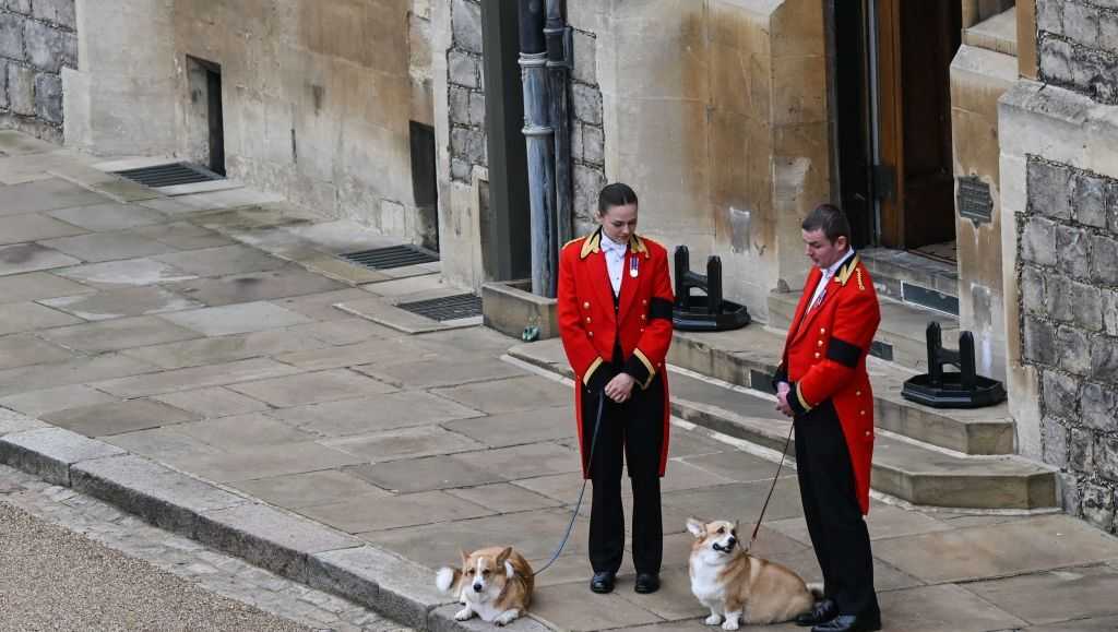 Queen's corgis wait to say final goodbye at Windsor Castle