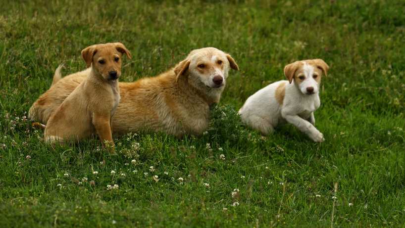Top 10 dog names in Iowa