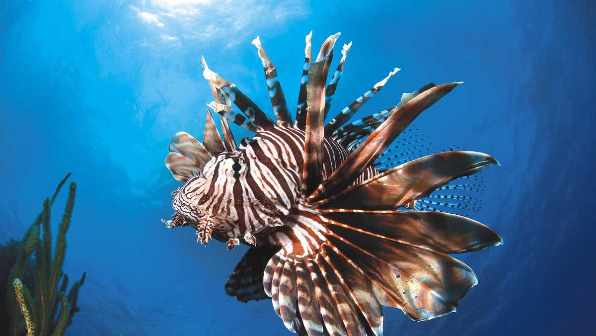2026 FWC Lionfish Challenge kicks off, featuring prizes for participants