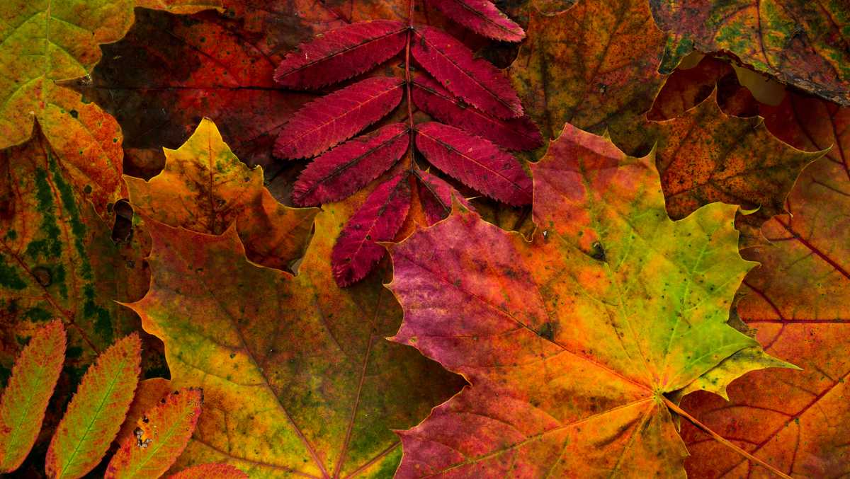 Track fall foliage throughout New England with our regional map