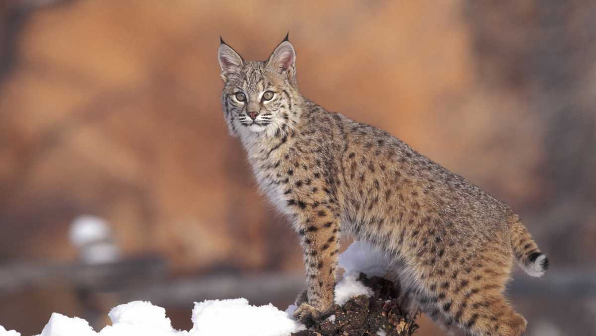 Bobcat found dead in Cornwall is first mammal to test positive for bird ...