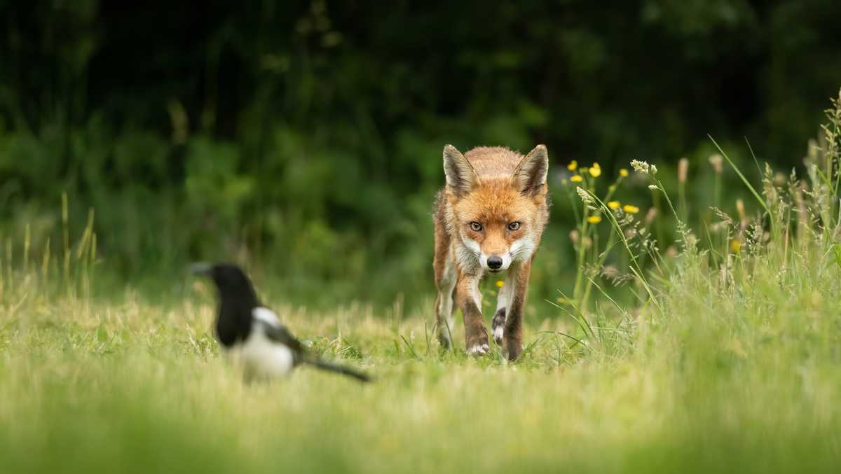 Fox sighting: Aggressive fox reported in area of Mount Airy, NC