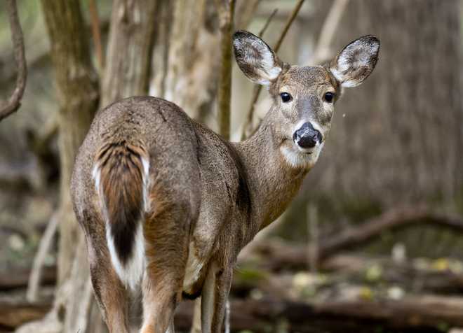 Pennsylvania senators propose Monday start for deer season