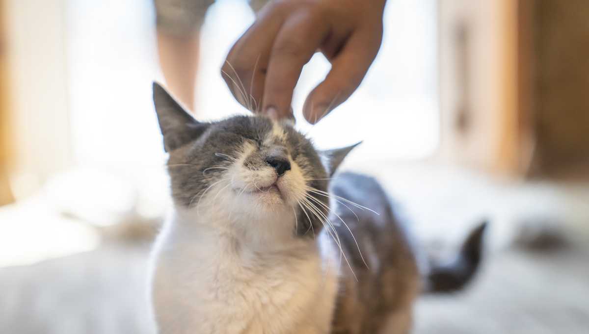 Cats can track your 'invisible presence' using only their ears