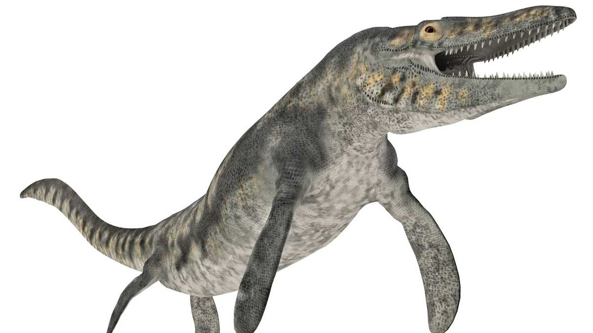 MSU researchers discover massive mosasaur fossil near Starkville - WAPT