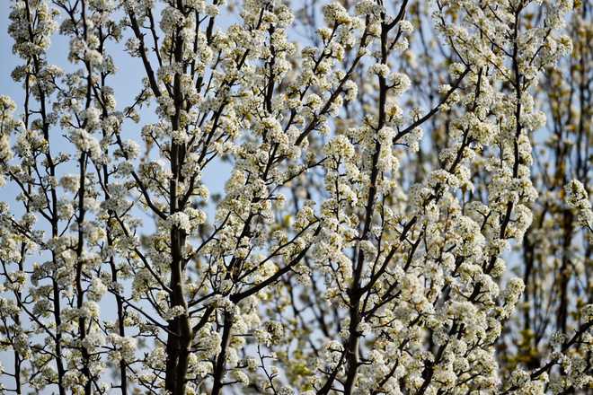 Missourians can cut down invasive pear tree, get free native tree