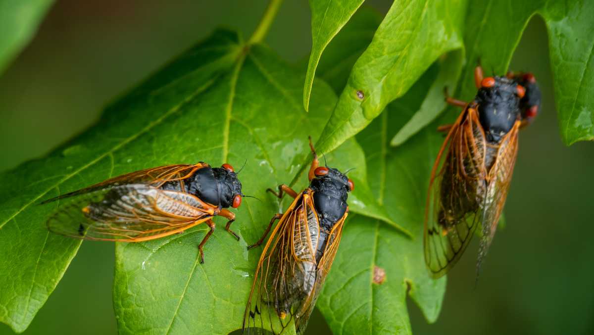 Do cicadas sting? How loud will they get? What to know about Brood XIV