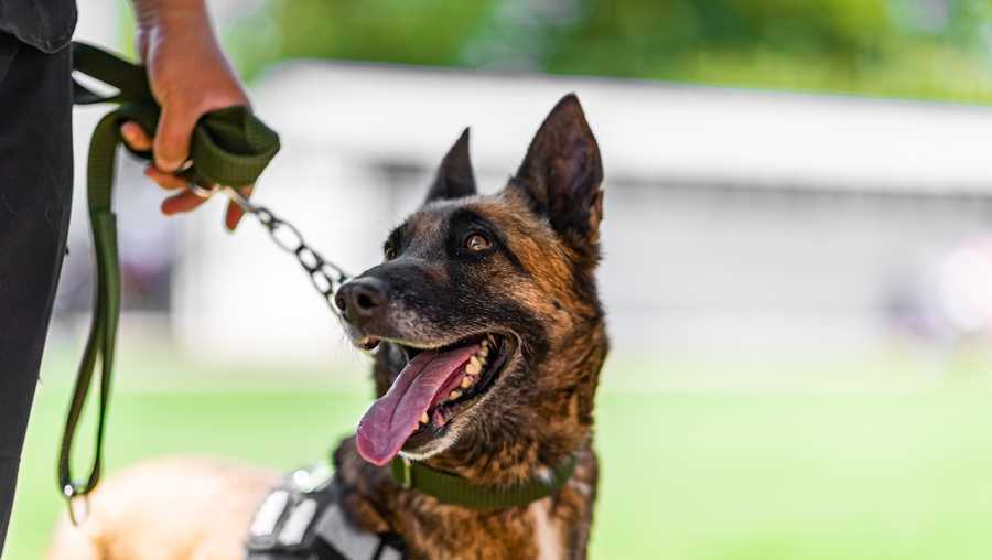Central Florida K-9s compete in sheriff's association tournament