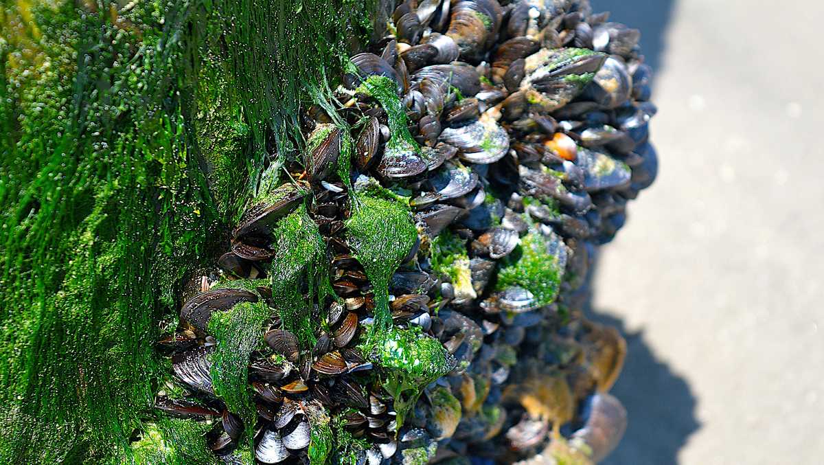 Invasive Zebra Mussels pose threat to Maine waters