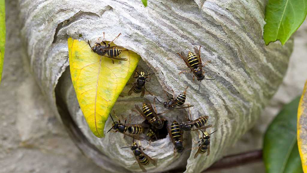 Angry wasps assist officers in nabbing fleeing fugitive, police say