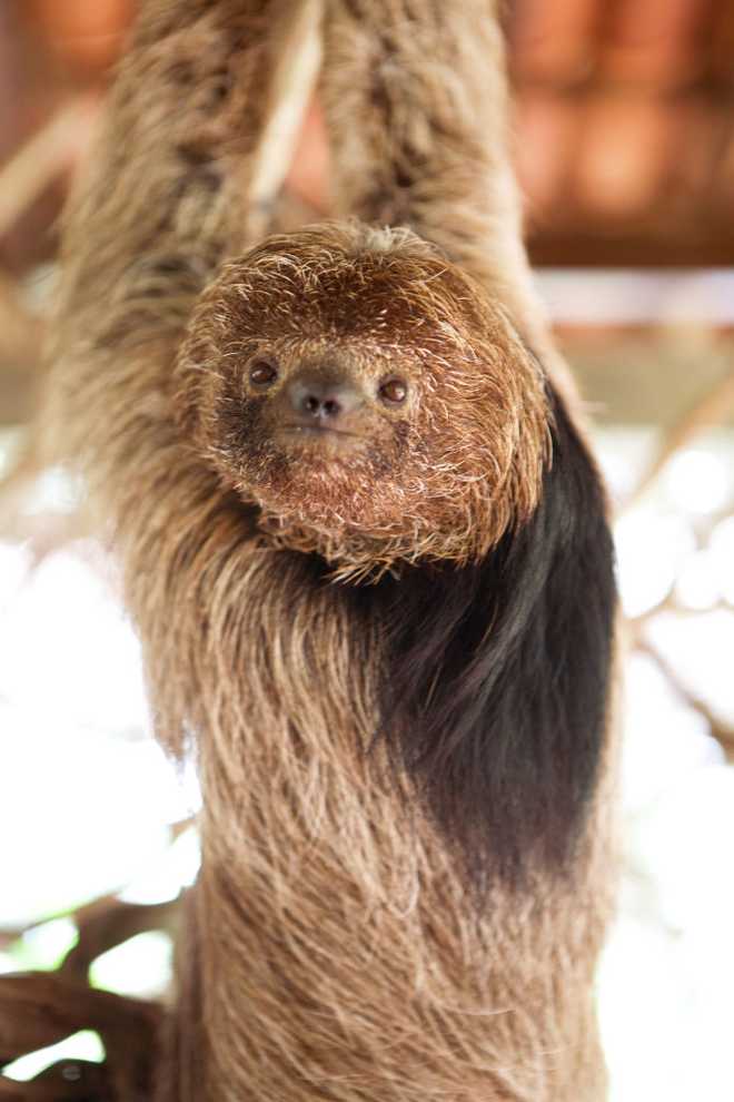 How endangered species have fared in 2025