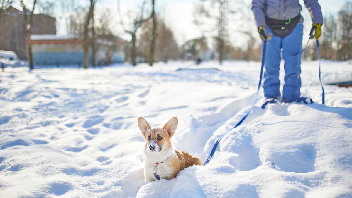 How to keep your pets safe winter storm