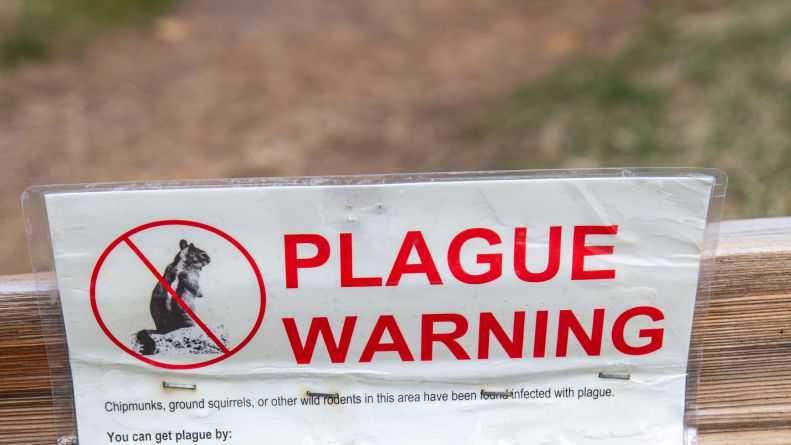 Plague is among the deadliest bacterial infections in human history ...