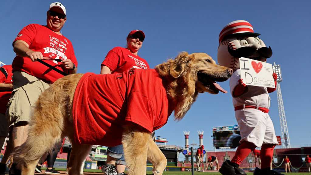 Tiktok video of senior dog's day at Cincinnati Reds game goes viral