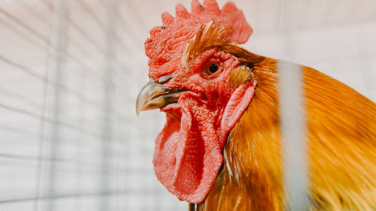Avian flu infects another flock in Lancaster County