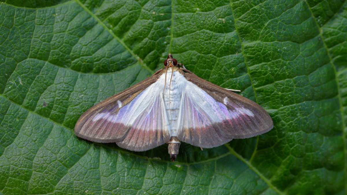 ODA issues quarantine in southwest Ohio to prevent spread of invasive ...